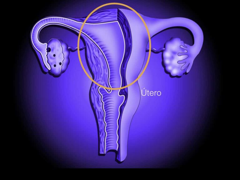 Anatomia da Reprodução Humana - Fertilidade.org